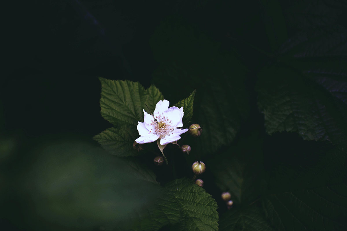 Alternatives to Invasive Himalayan Blackberry (Rubus armeniacus ...