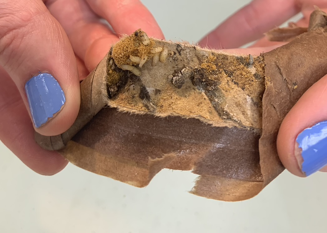 Common Parasites Found in Mason Bee Houses - Ecological Gardening