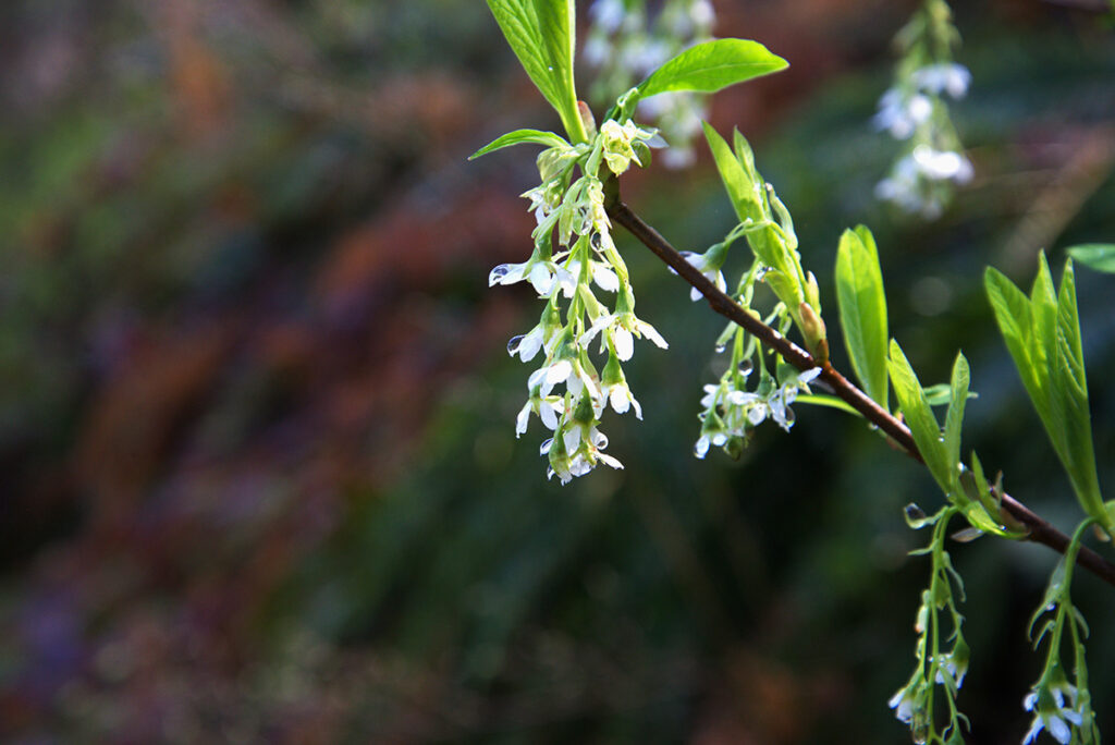 Plant Profile: June Plum (Oemleria cerasiformis) - Ecological Gardening