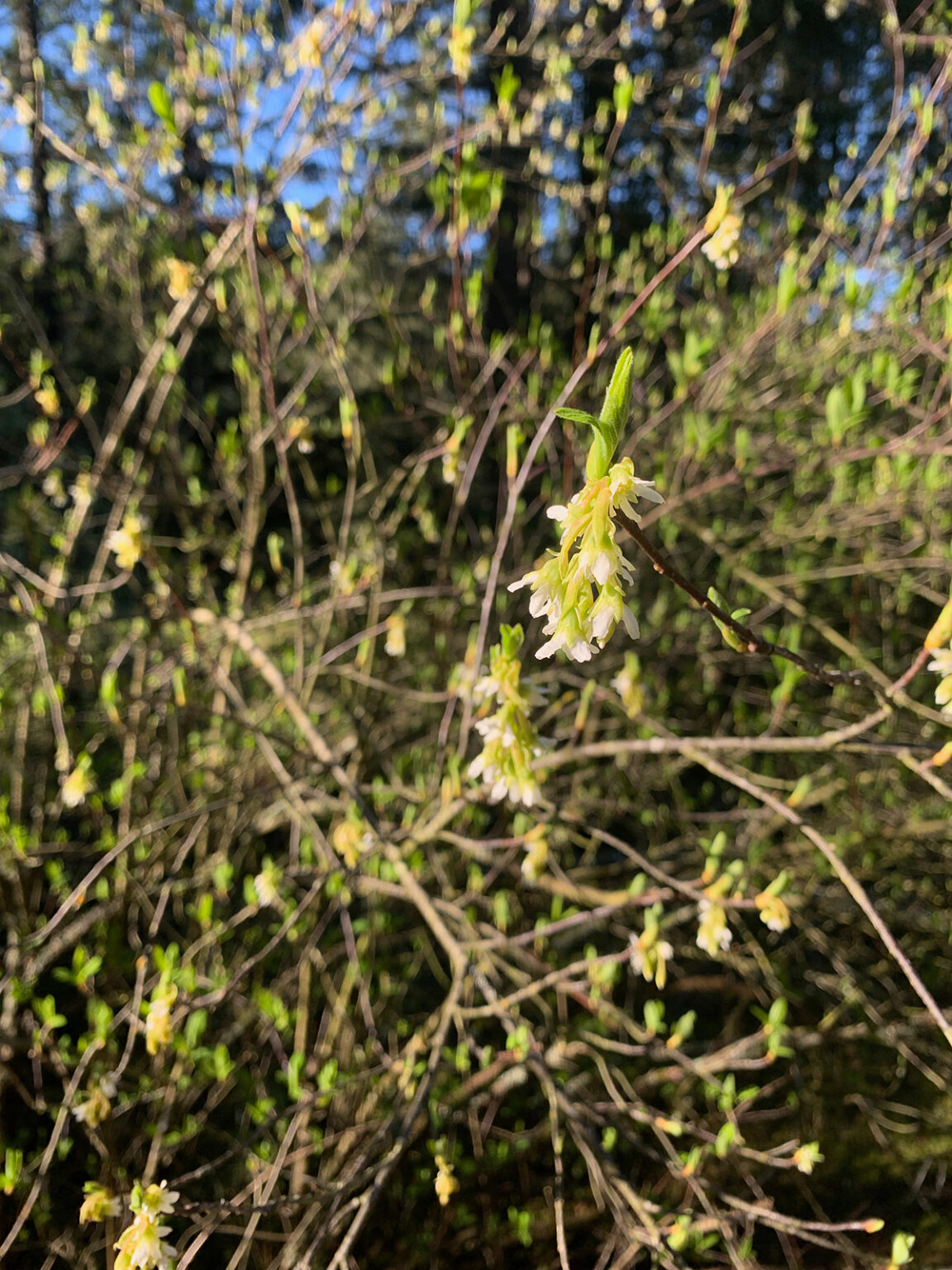 Plant Profile: June Plum (Oemleria cerasiformis) - Ecological Gardening