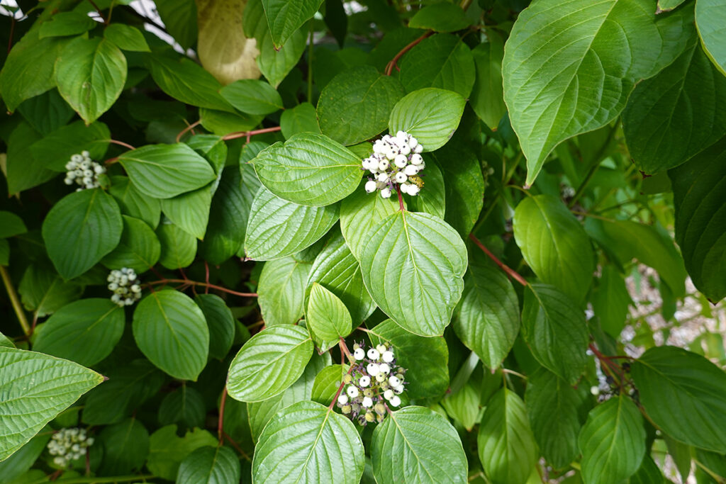 Plant Profile: Red Osier Dogwood (Cornus stolonifera) - Ecological ...