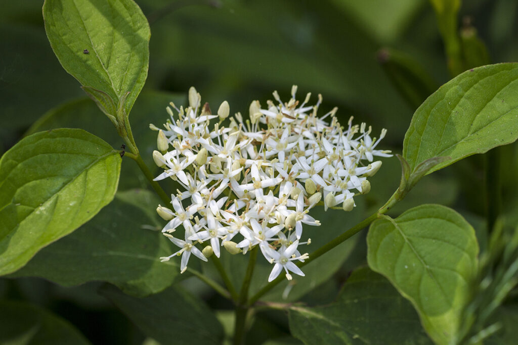 Plant Profile: Red Osier Dogwood (Cornus stolonifera) - Ecological ...