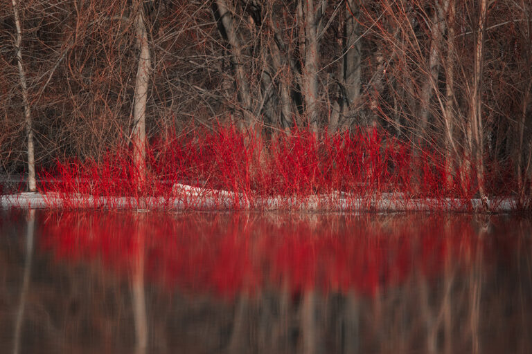 Plant Profile: Red Osier Dogwood (Cornus stolonifera) - Ecological ...